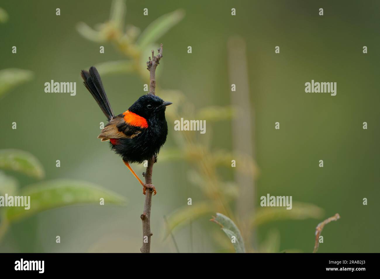 Red-backed Fairywren - Malurus melanocephalus passerine bird in wren ...