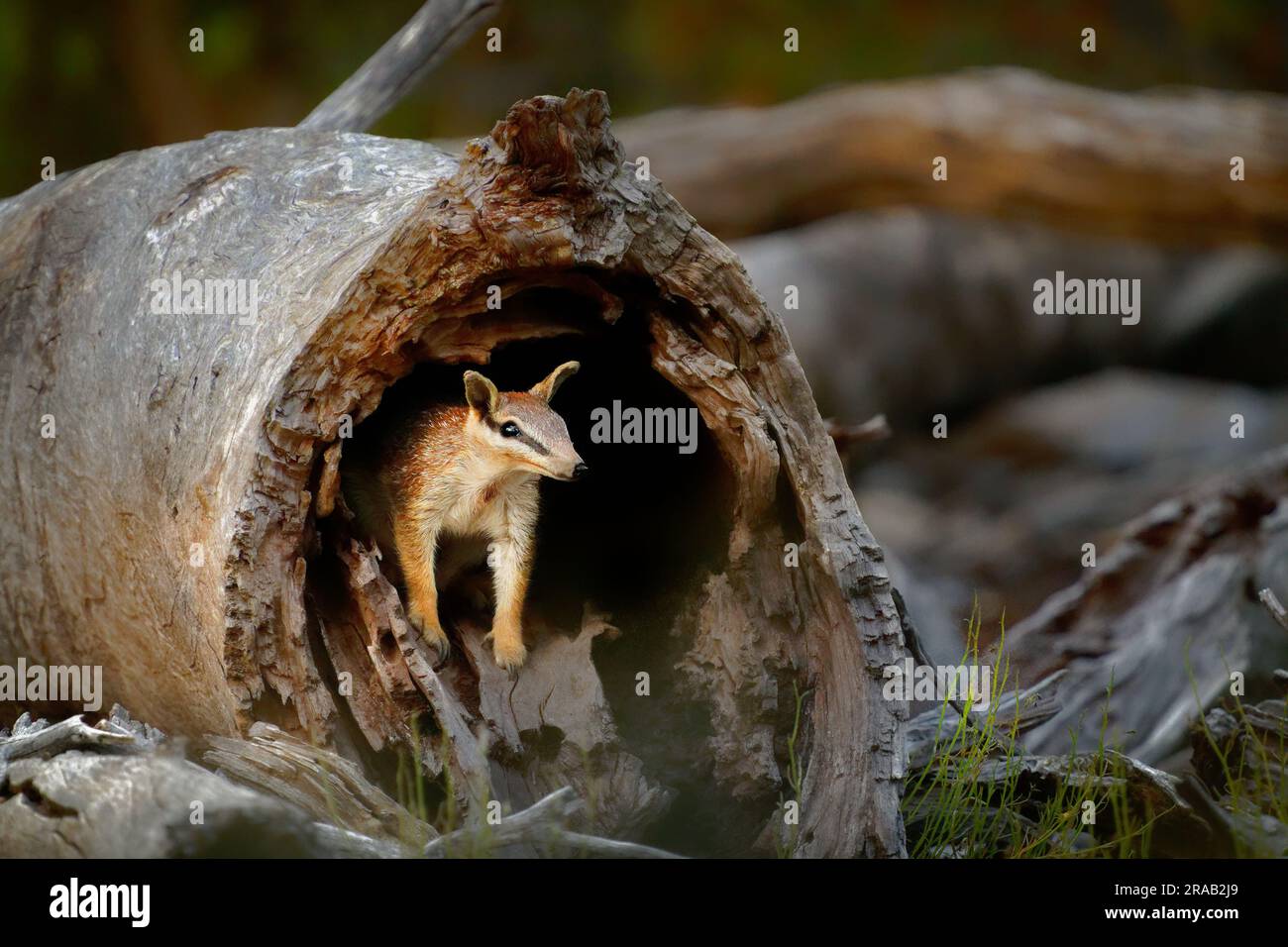Numbat - Myrmecobius fasciatus also noombat or walpurti, insectivorous ...
