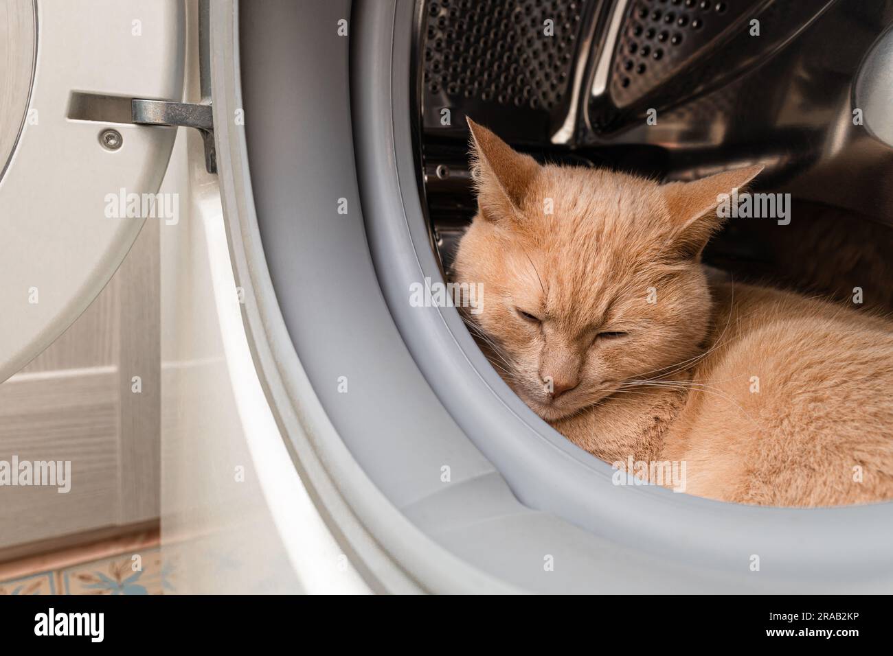 domestic cat lies in the tank of the washing machine Stock Photo - Alamy