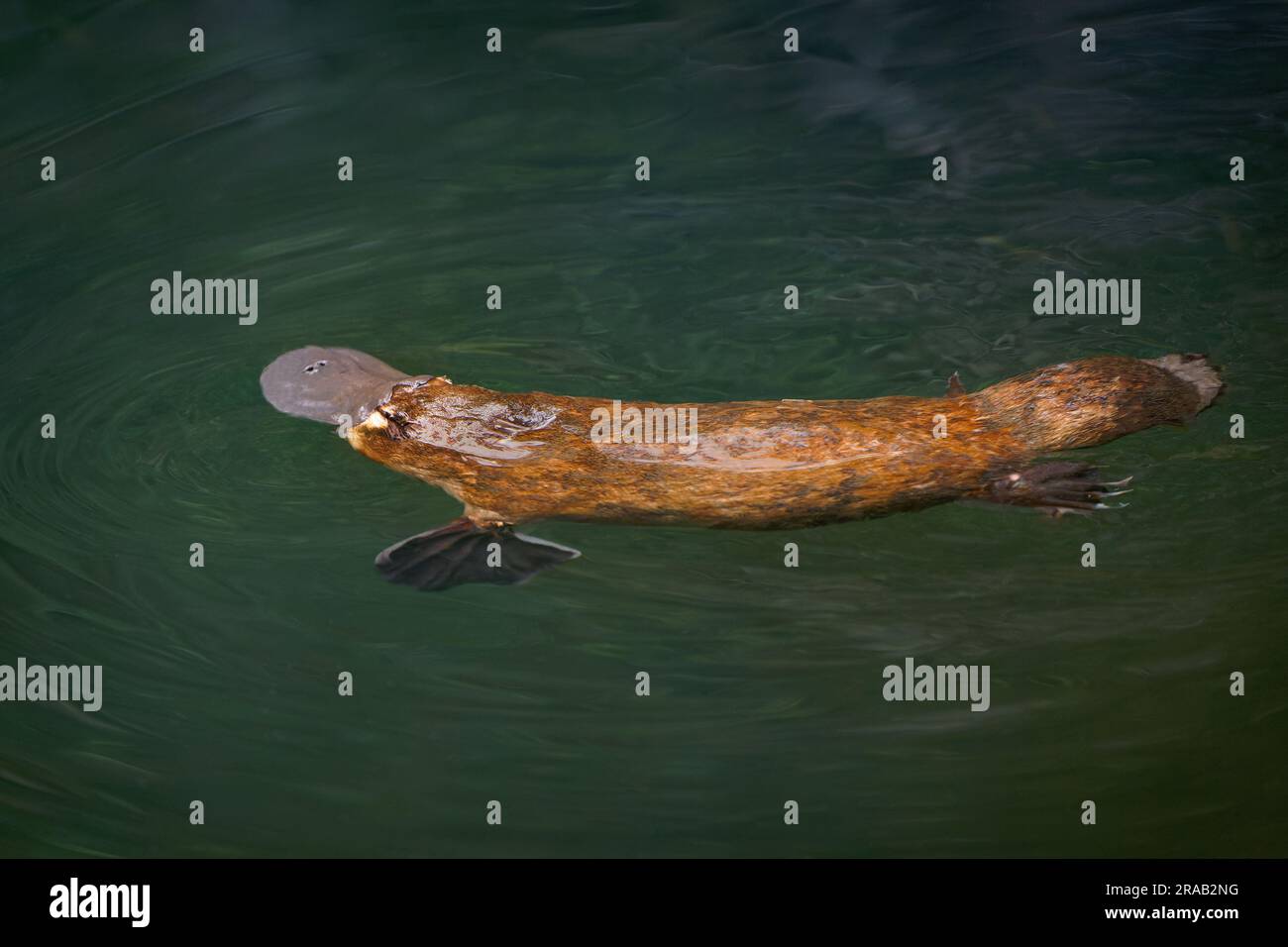 Platypus - Ornithorhynchus anatinus, duck-billed platypus, semiaquatic ...