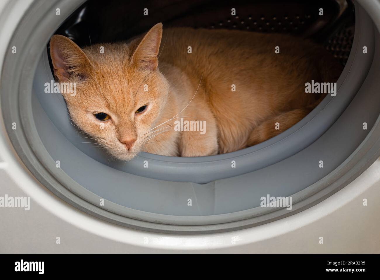 domestic cat lies in the tank of the washing machine Stock Photo - Alamy