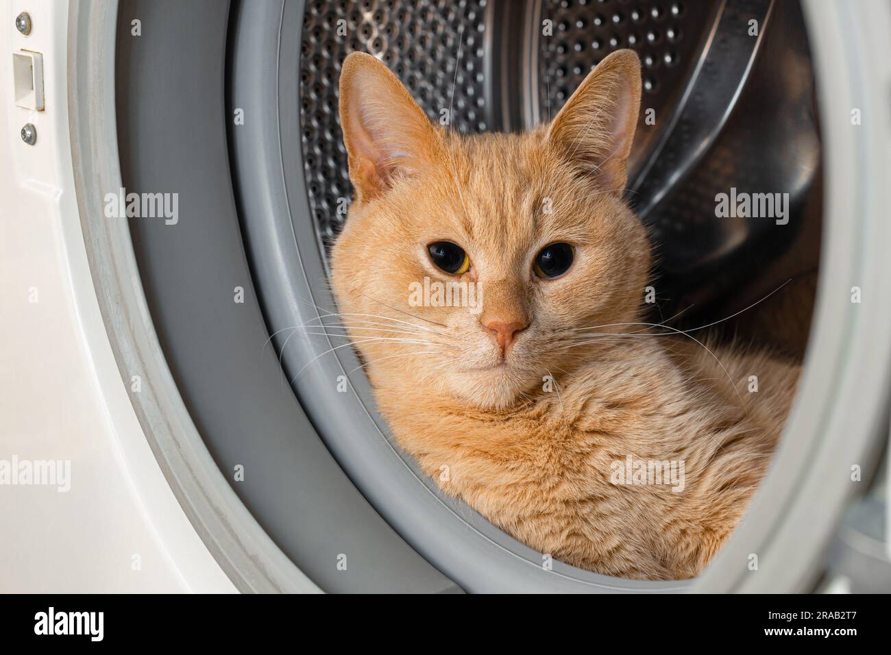 domestic cat lies in the tank of the washing machine Stock Photo - Alamy