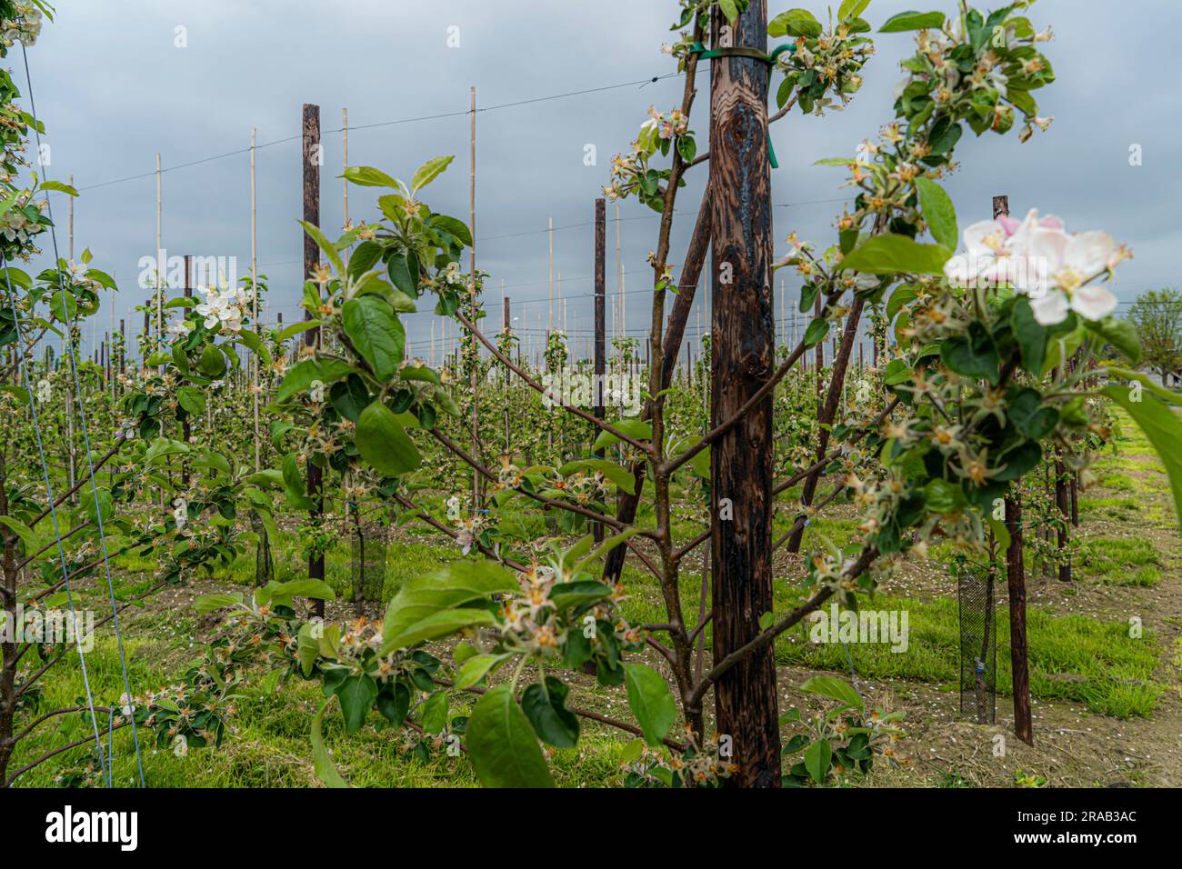 Meadow where apple trees are grown on Flemish soil. Authentic nursery ...