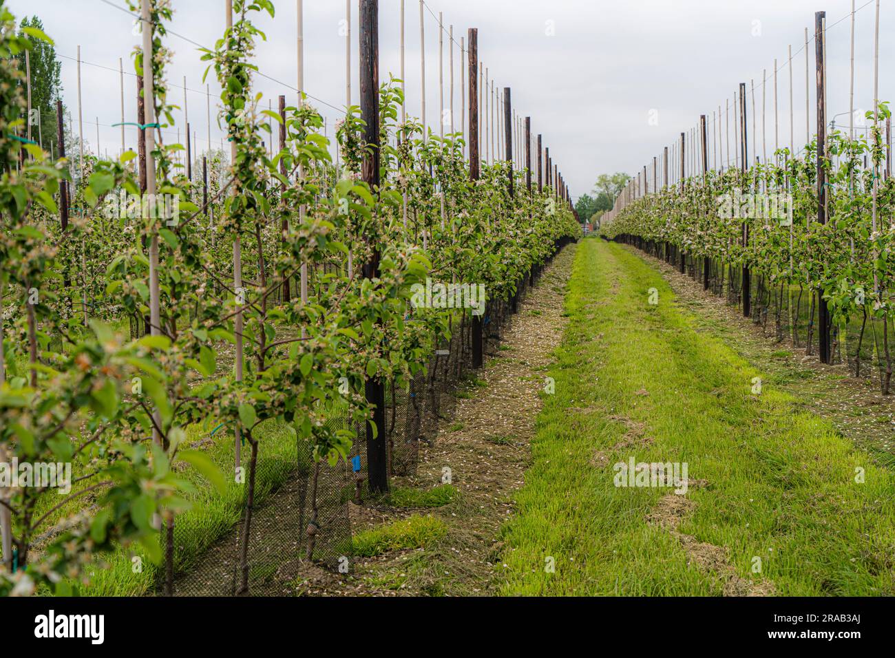 Meadow where apple trees are grown on Flemish soil. Authentic nursery ...