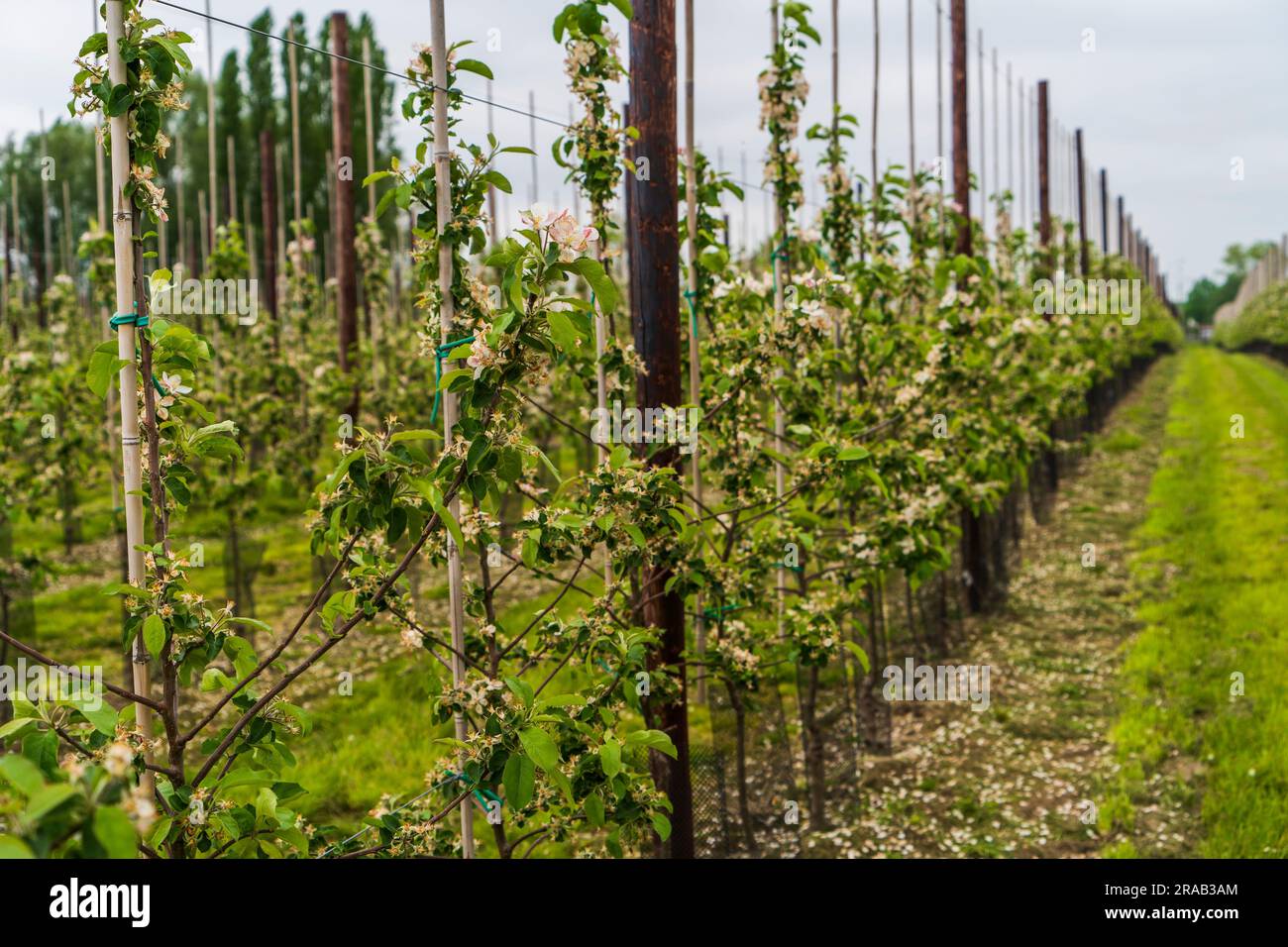 Meadow where apple trees are grown on Flemish soil. Authentic nursery ...