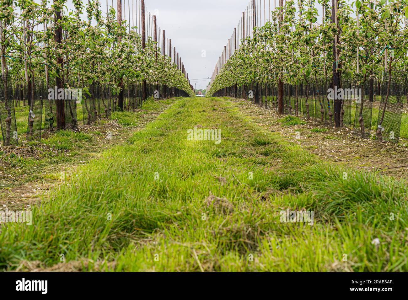 Meadow where apple trees are grown on Flemish soil. Authentic nursery ...