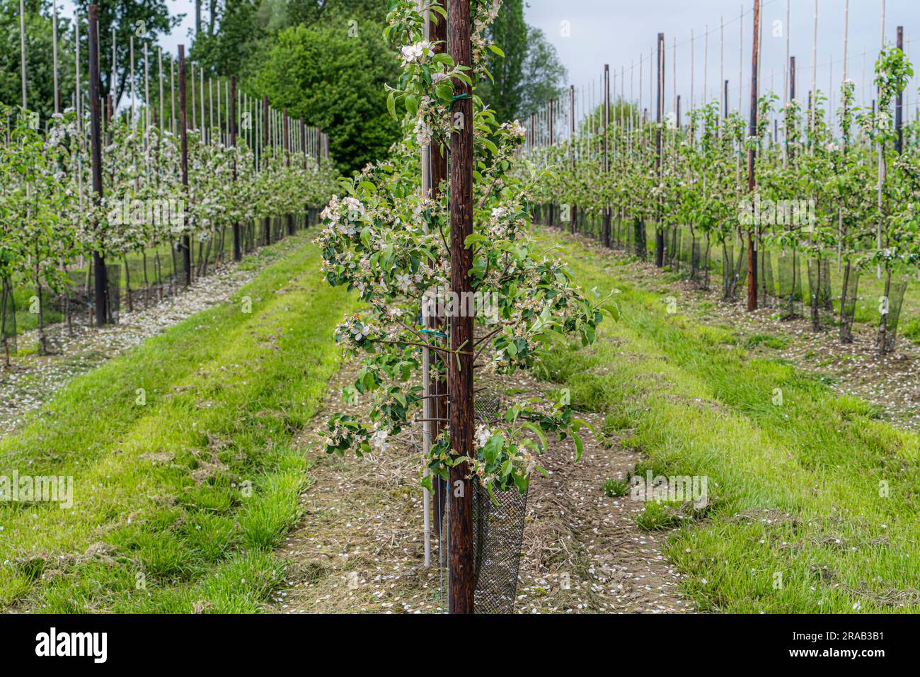 Meadow where apple trees are grown on Flemish soil. Authentic nursery ...