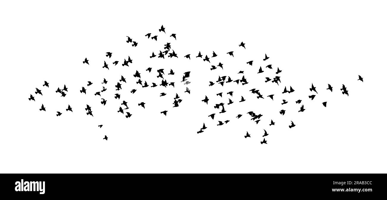 A flock of flying birds. Vector illustration Stock Vector Image & Art ...