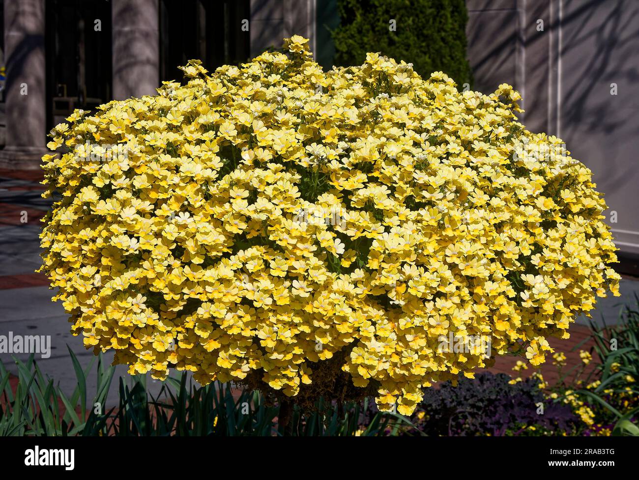 Trained trees hi-res stock photography and images - Alamy