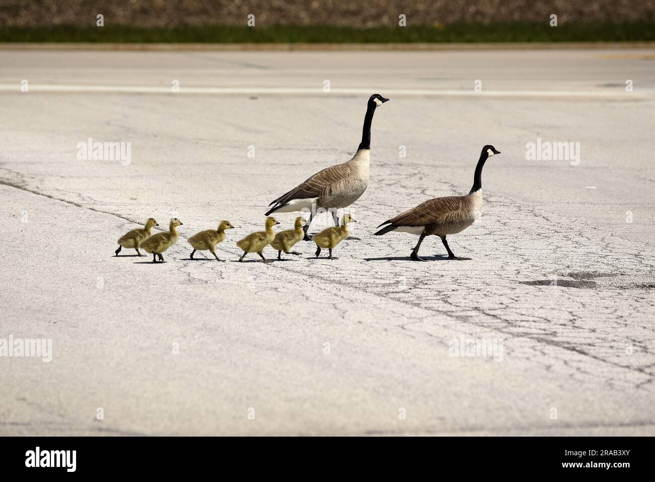 Two adult geese and six newly hatched goslings walk across a street in ...