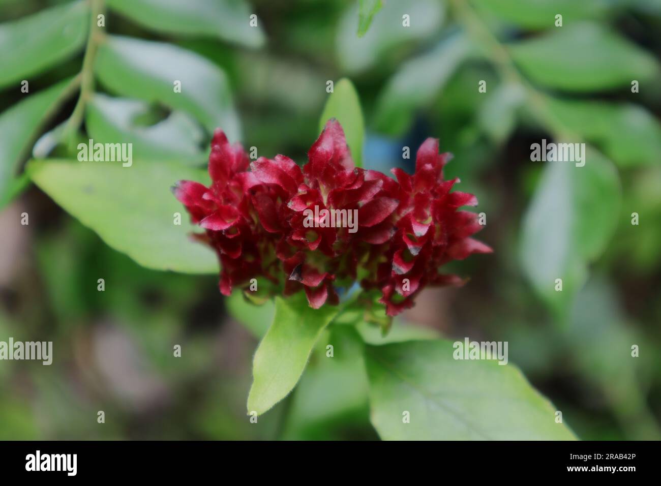 Red flower clusters hi-res stock photography and images - Alamy