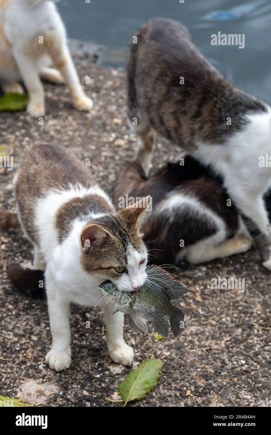 Stray cats hunting for fish at Ganga Talao Temple, Grand Bassin, Black ...