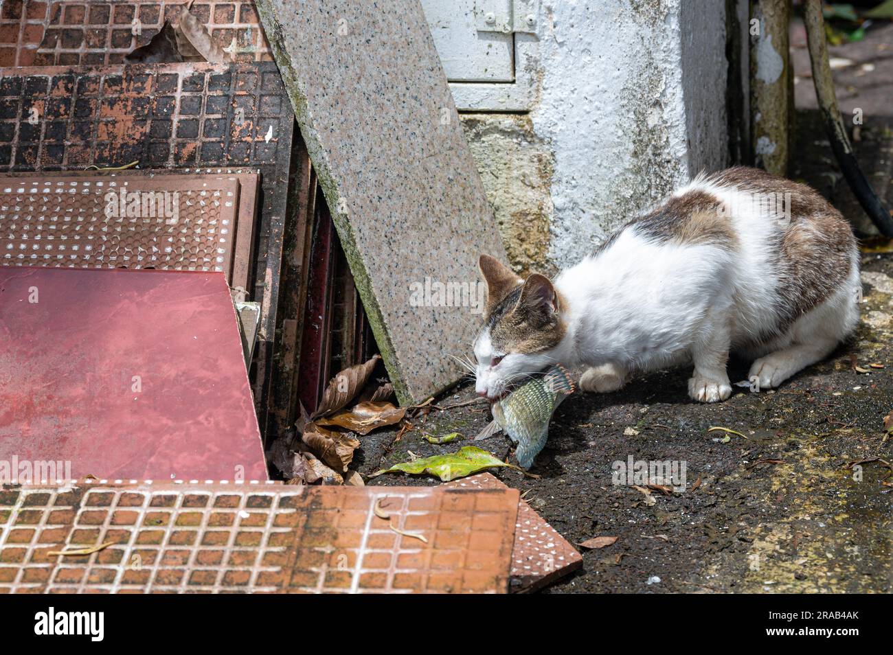 Wild cats hunting for fish at Grand Bassin HIndu Temple, Black River ...