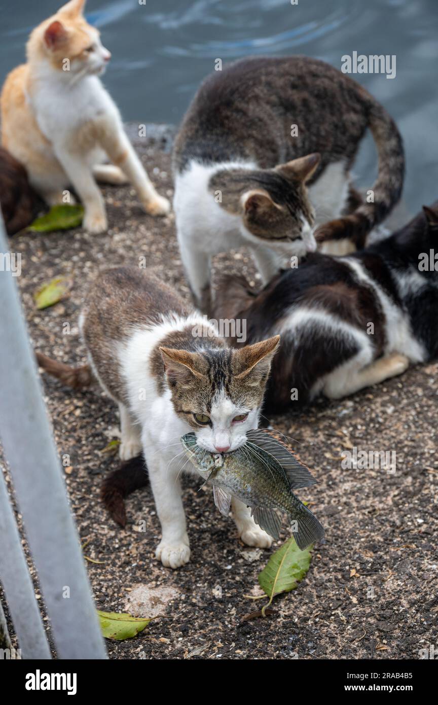 Stray cats hunting for fish at Ganga Talao Temple, Grand Bassin, Black ...