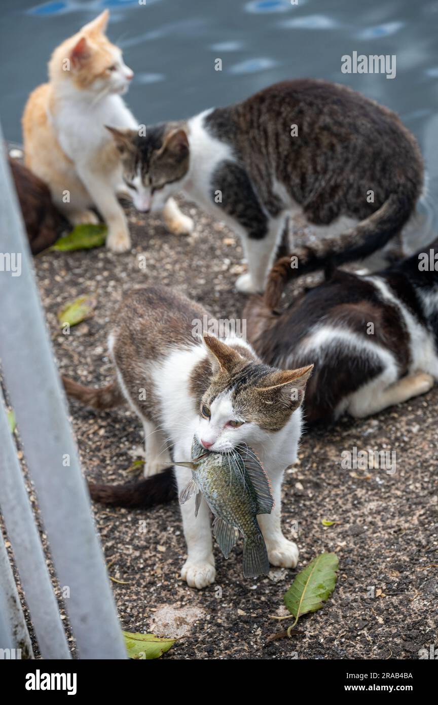 Stray cats hunting for fish at Ganga Talao Temple, Grand Bassin, Black ...