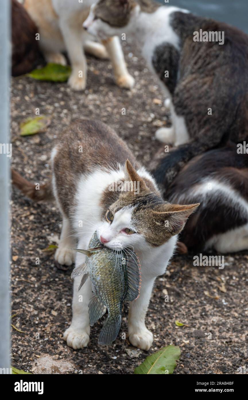 Stray cats hunting for fish at Ganga Talao Temple, Grand Bassin, Black ...