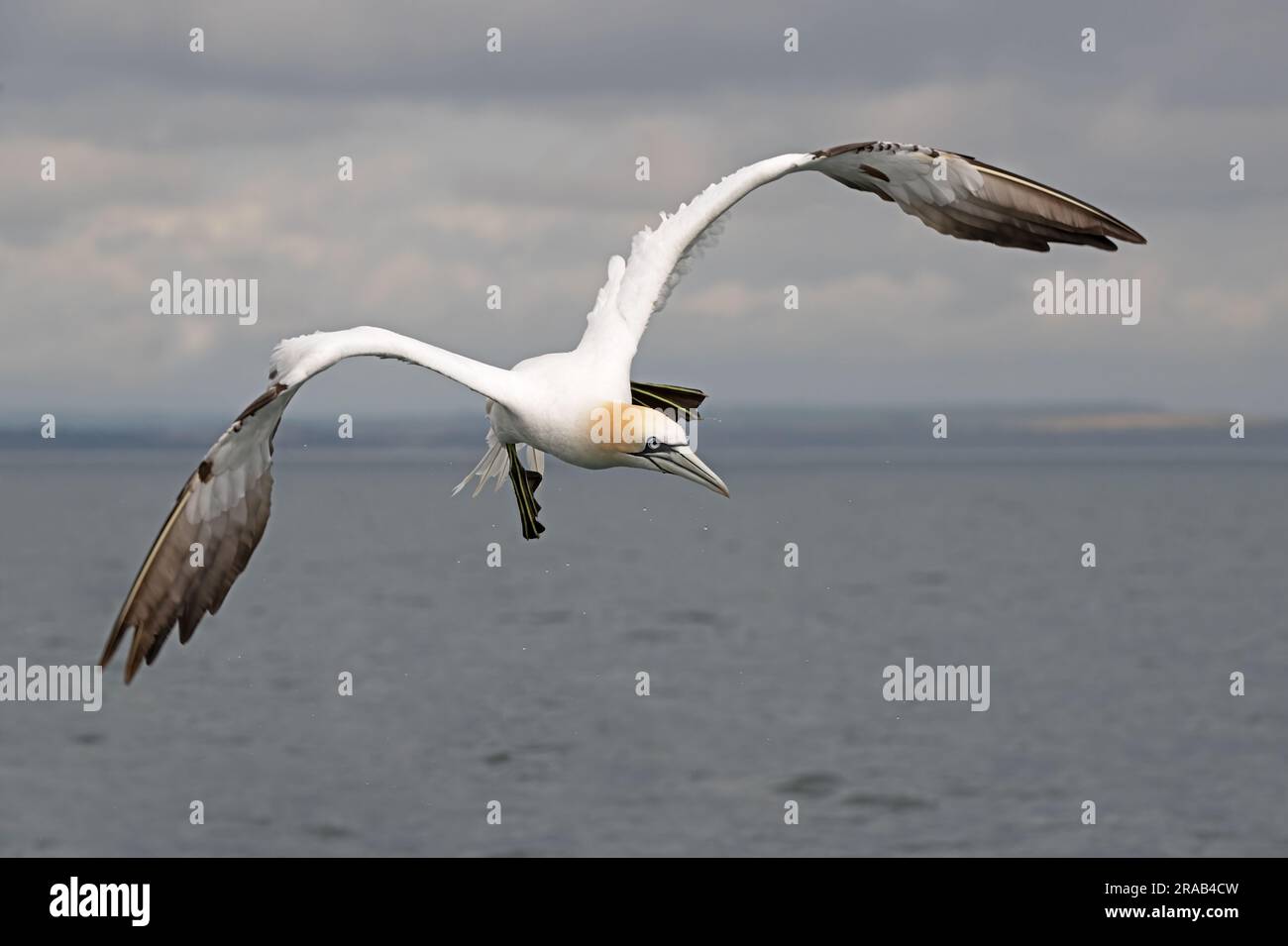 Northern Gannet (Morus bassanus) diving for fish Stock Photo - Alamy