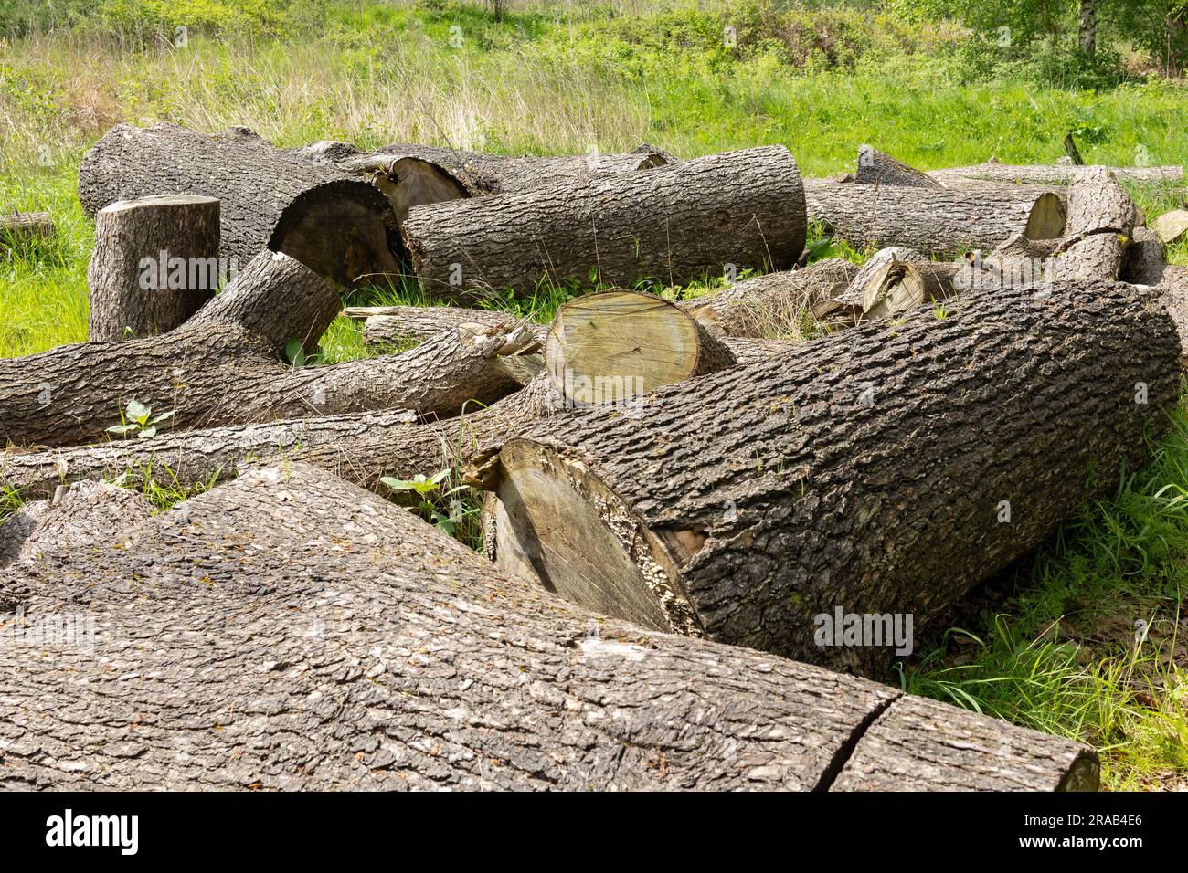 Group of logs after cut the tree. Logs used for fuel sources Stock ...