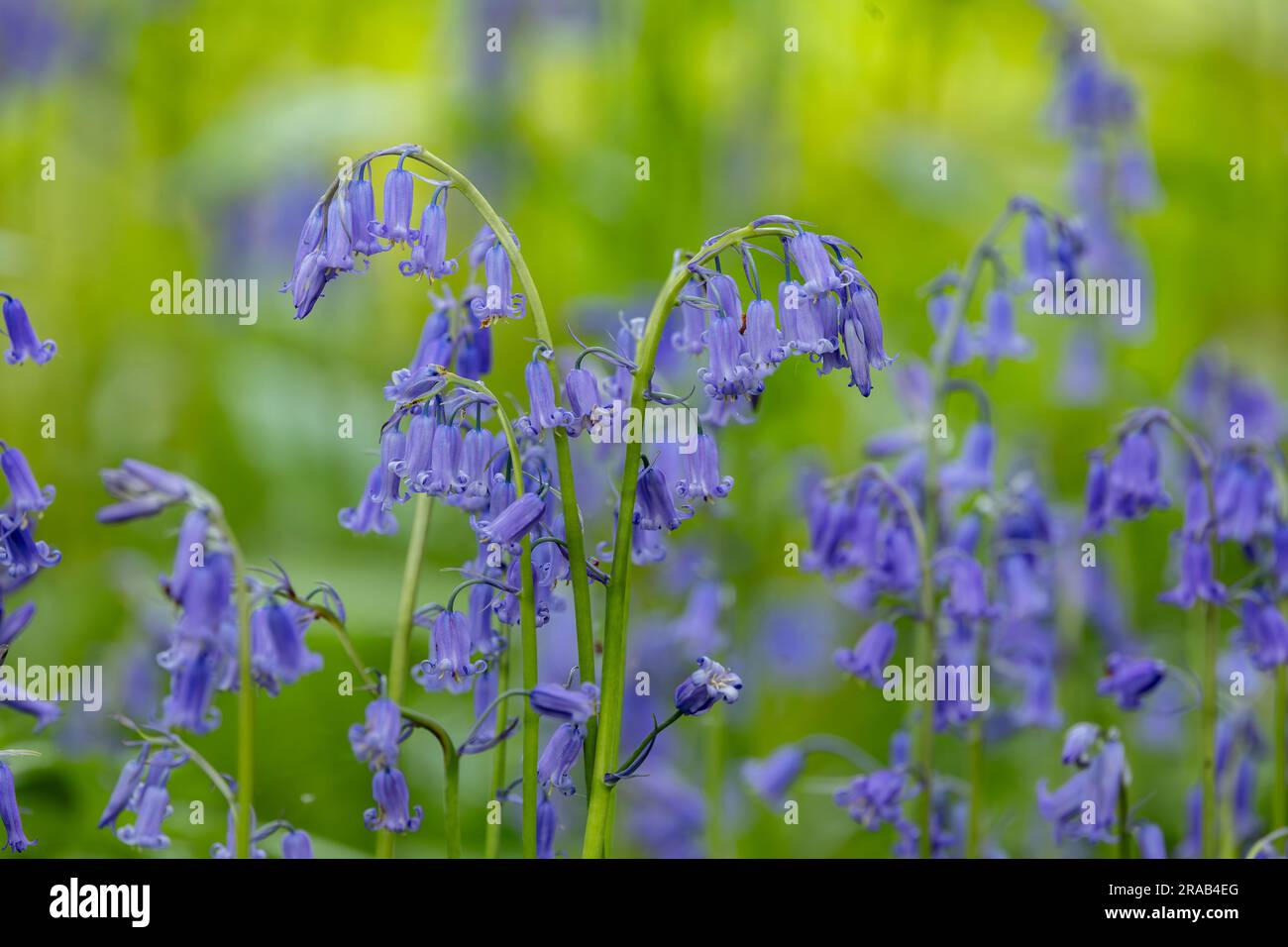 Common bluebell close up (hyacinthoides non-scripta), Native or English ...
