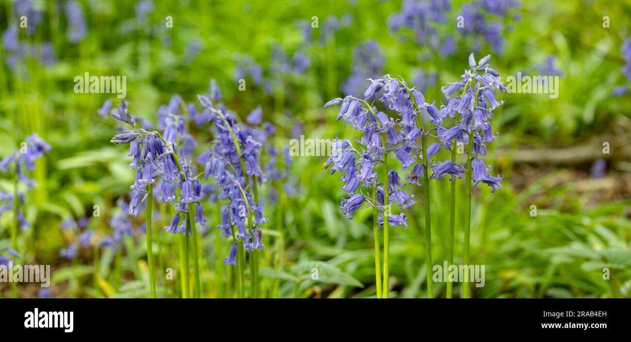 Woodland garden uk hi-res stock photography and images - Alamy