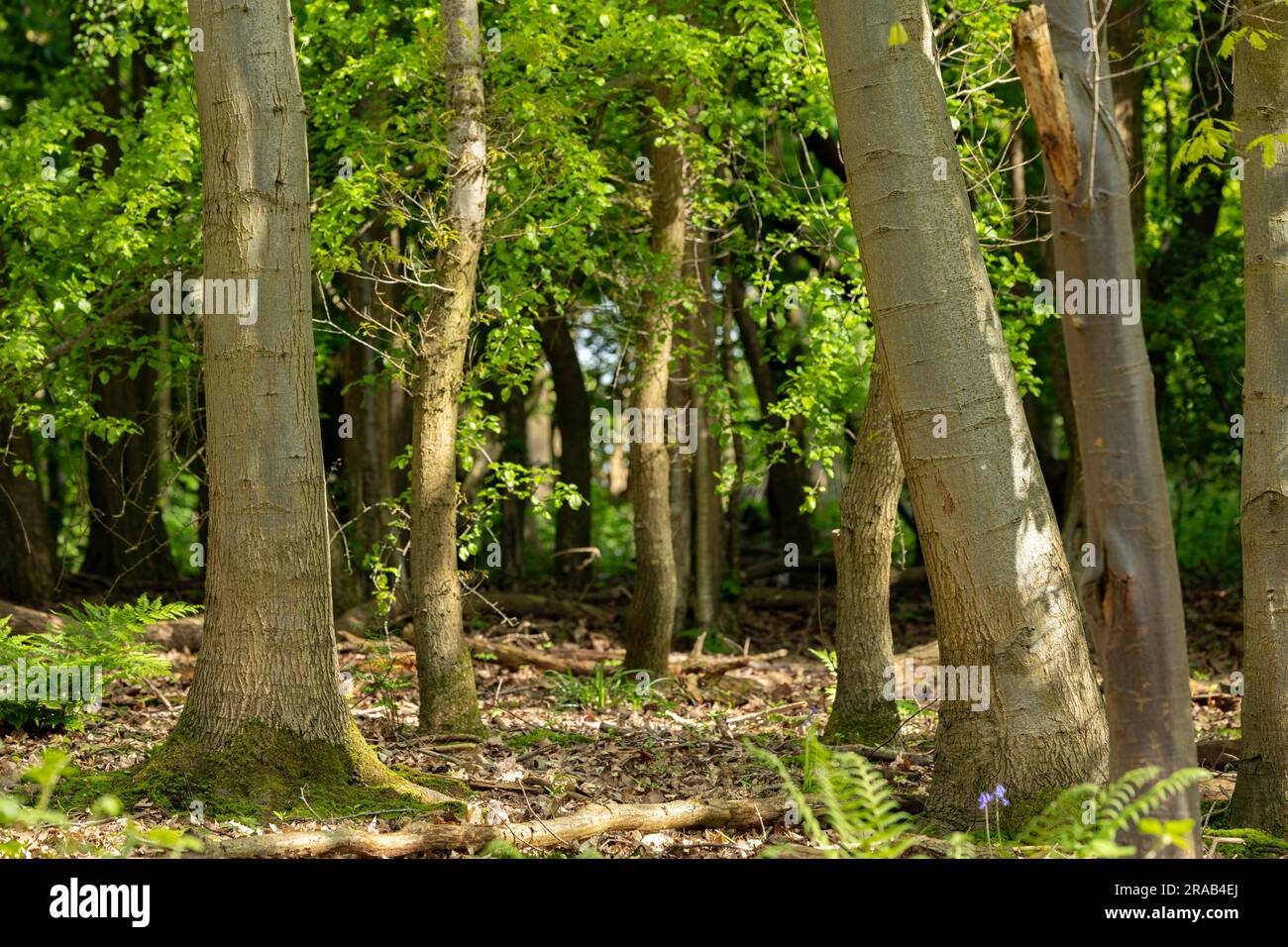 English ash trees hi-res stock photography and images - Alamy