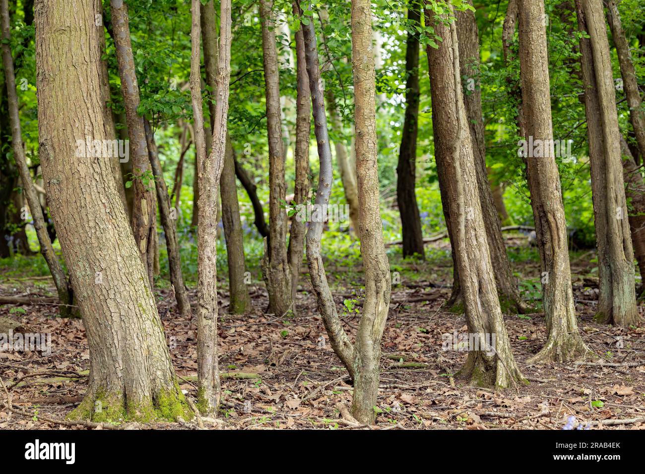 English woodland in the summer with birch and ash trees Stock Photo - Alamy