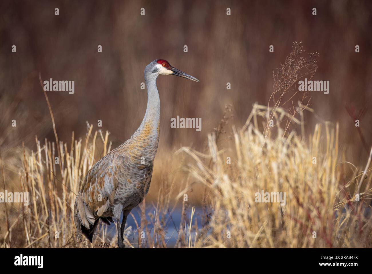 North american sandhill cranes hi-res stock photography and images - Alamy