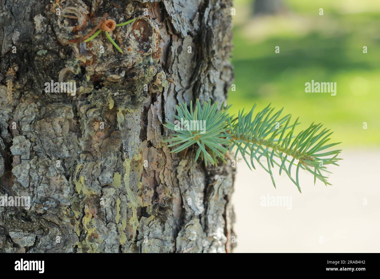 New branch hi-res stock photography and images - Alamy