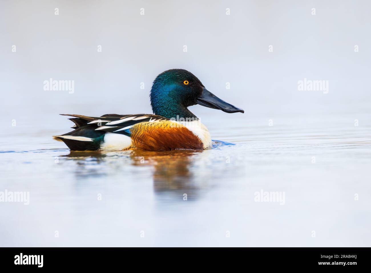 Northern shoveler migratory waterfowl hi-res stock photography and ...