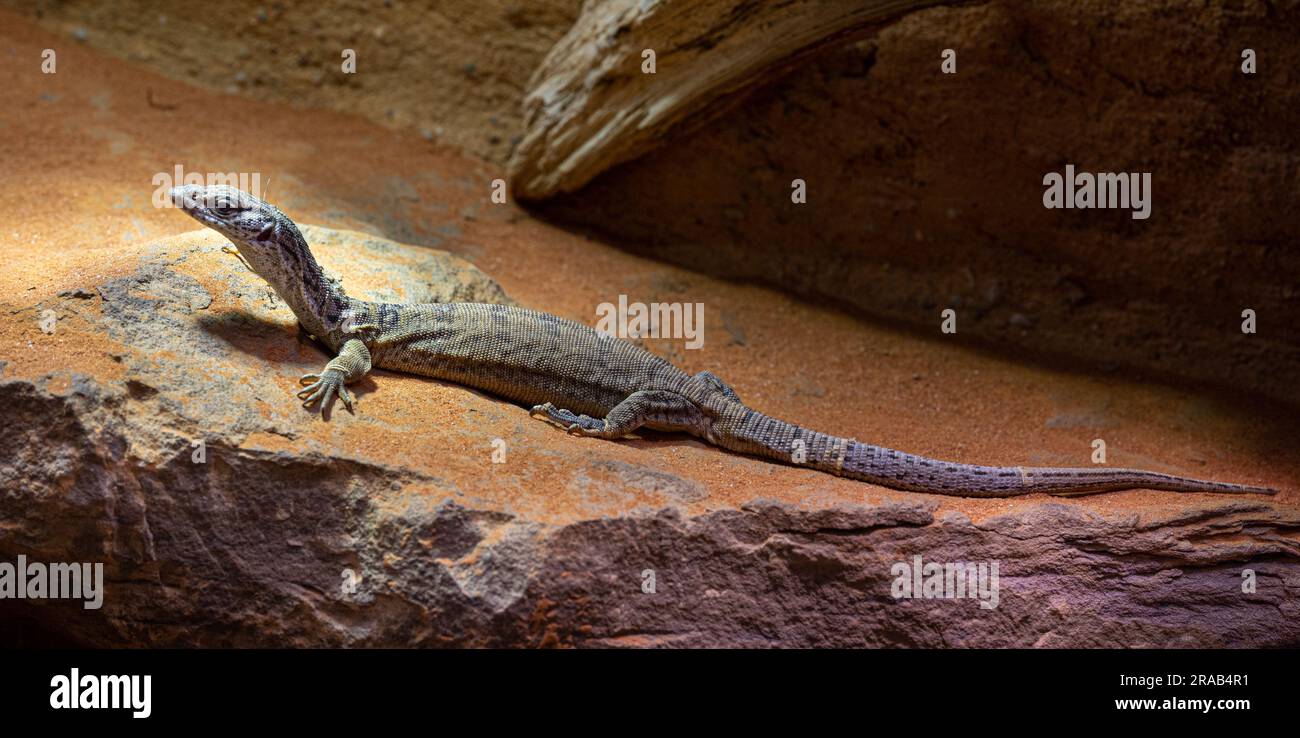 Stripe-tailed pygmy monitor, Varanus caudolineatus, portrait Stock ...