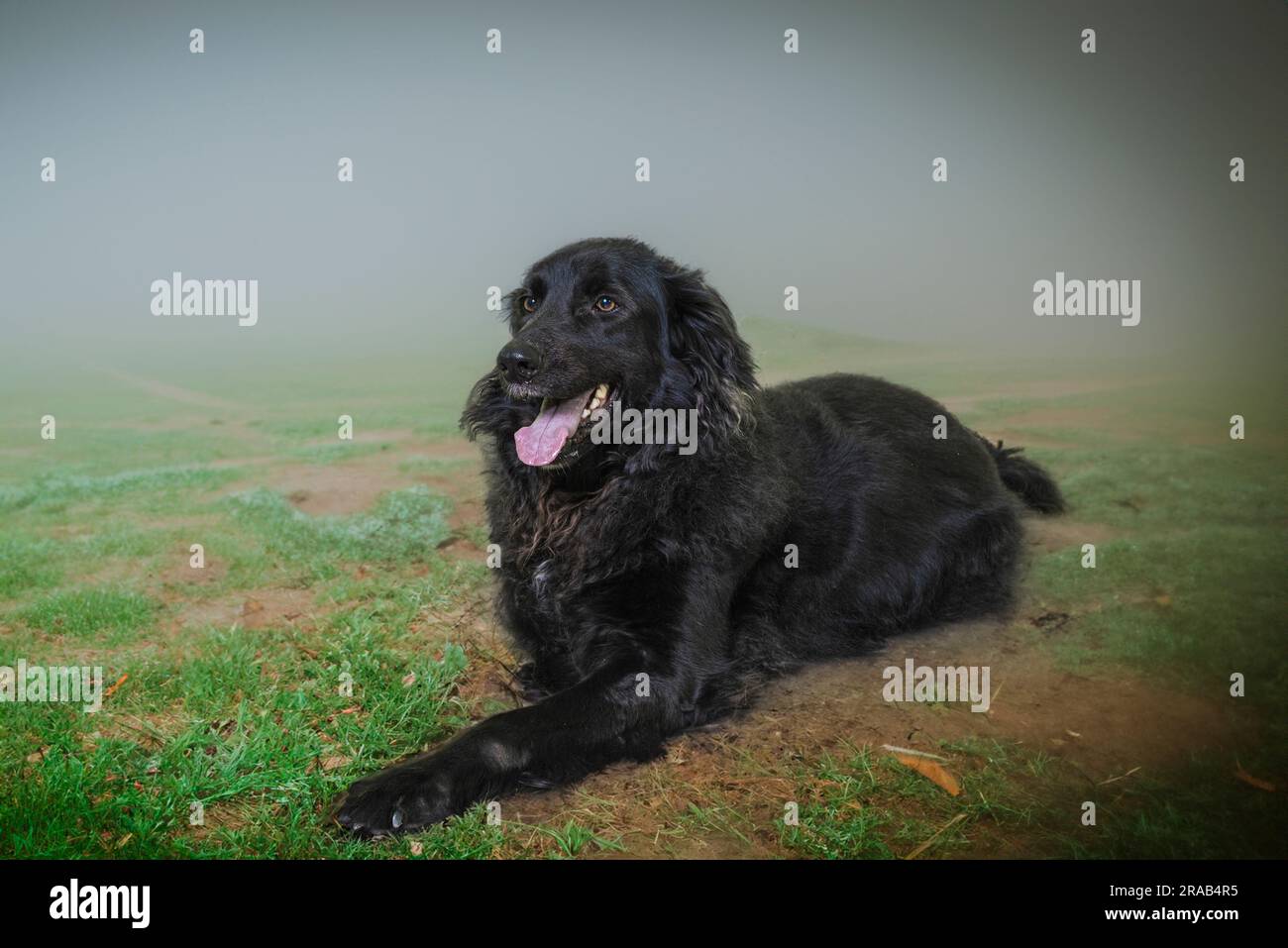 a black long haired retriever dog lying on the ground looking straight ...