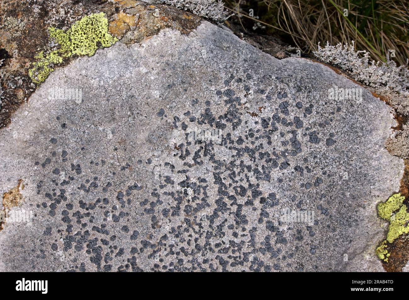 Lichen found on upland rocks hi-res stock photography and images - Alamy
