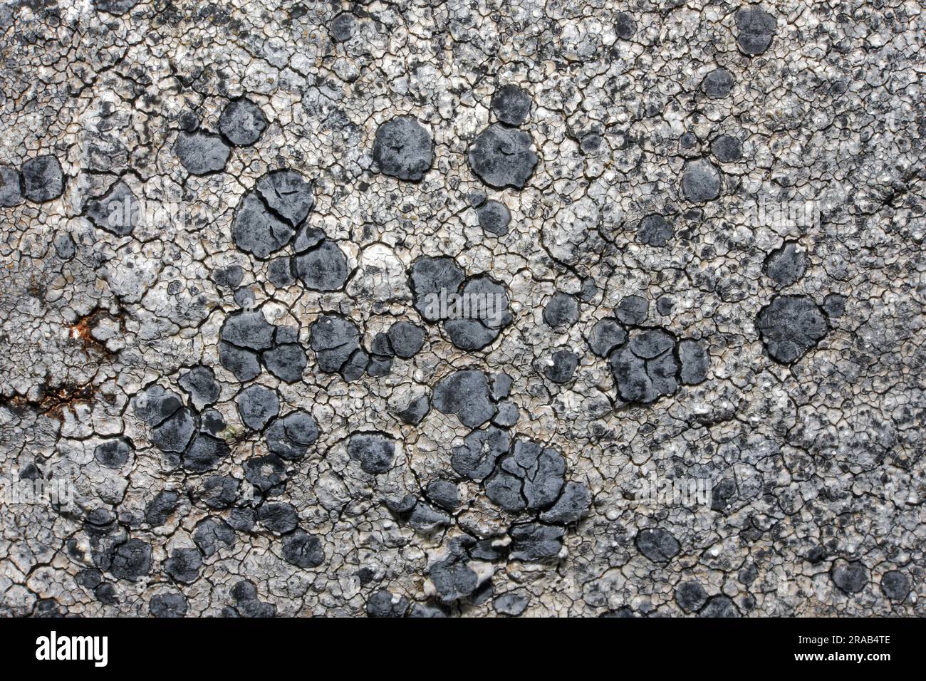 Lichen found on upland rocks hi-res stock photography and images - Alamy