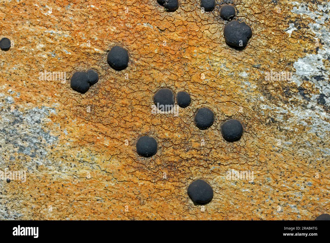 Porpidia macrocarpa hi-res stock photography and images - Alamy