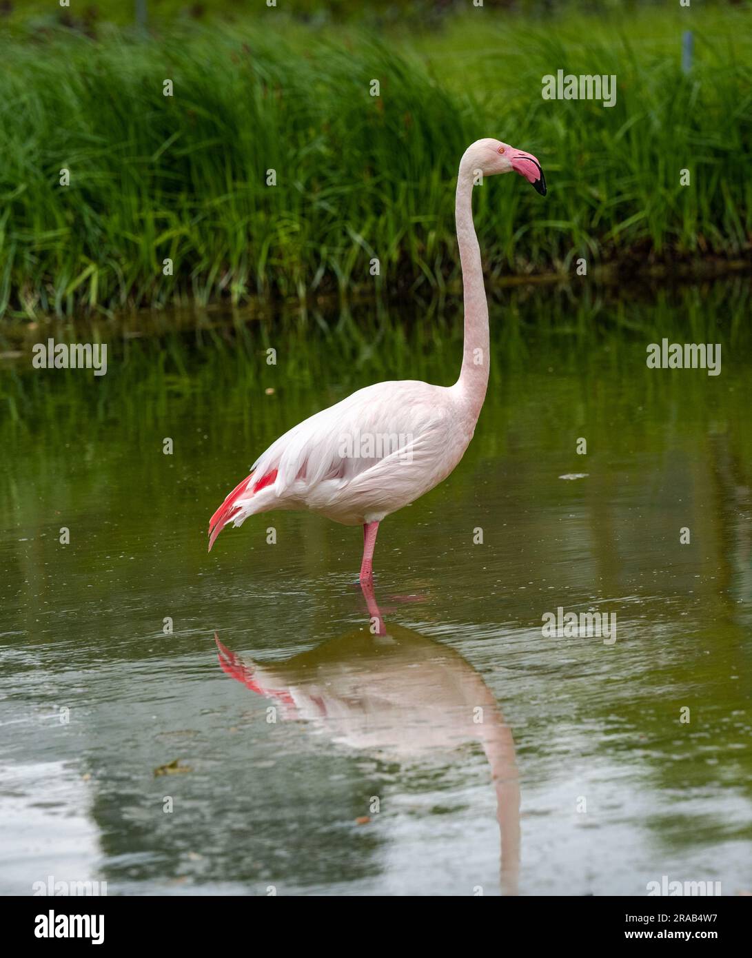Greater phoenicopterus ruber roseus hi-res stock photography and images ...