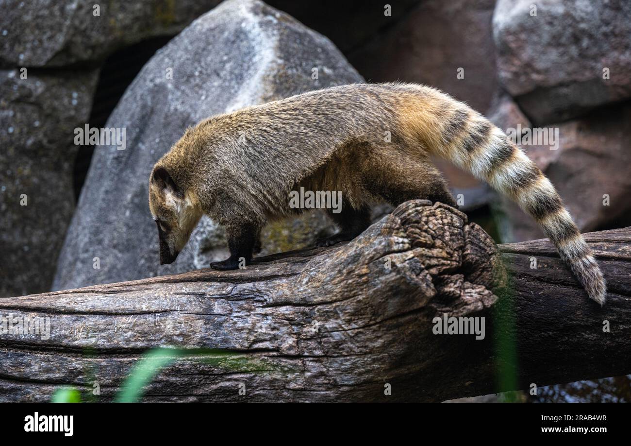 South American coati or ring-tailed coati (Nasua nasua Stock Photo - Alamy