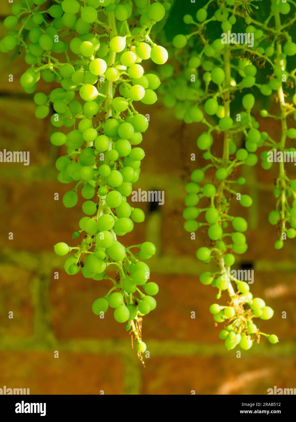 young small green grapes growing in a garden in summertime Stock Photo ...