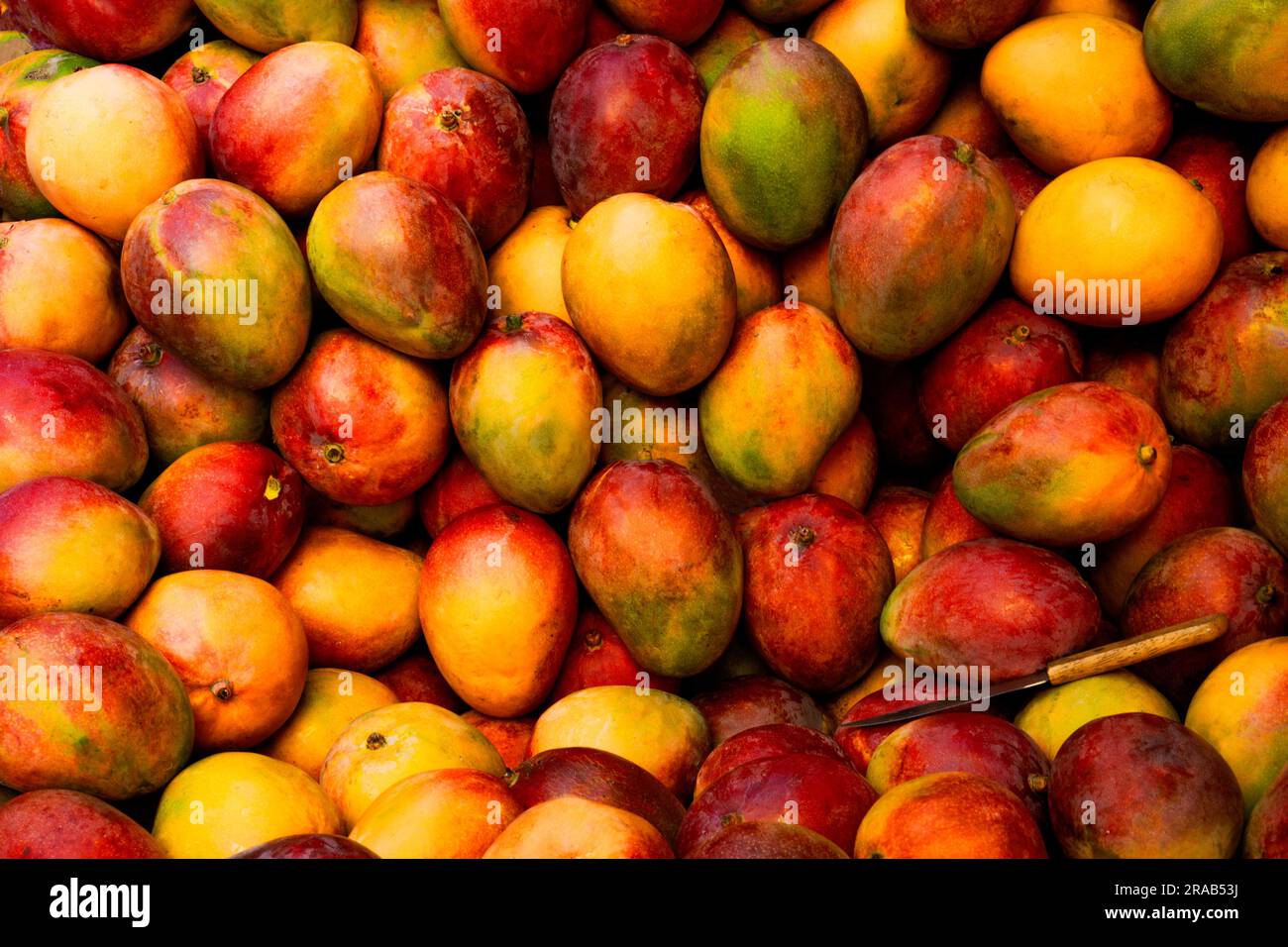 Fresh colorful tropical mangoes on display at outdoor farmers market ...
