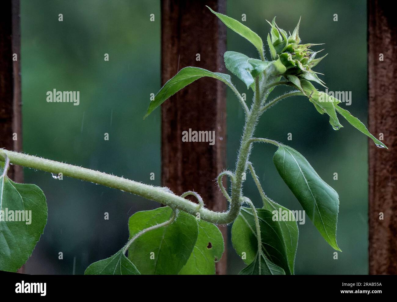 Bent flower hi-res stock photography and images - Alamy