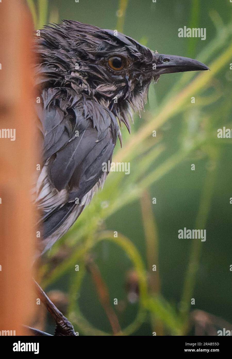 Wet northern mockingbird hi-res stock photography and images - Alamy