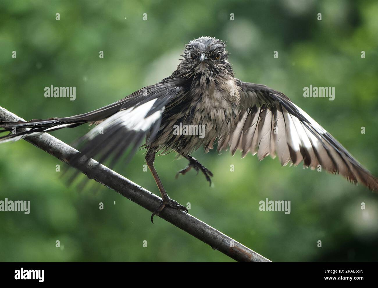 Wet northern mockingbird hi-res stock photography and images - Alamy