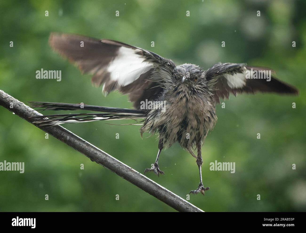 Wet northern mockingbird hi-res stock photography and images - Alamy