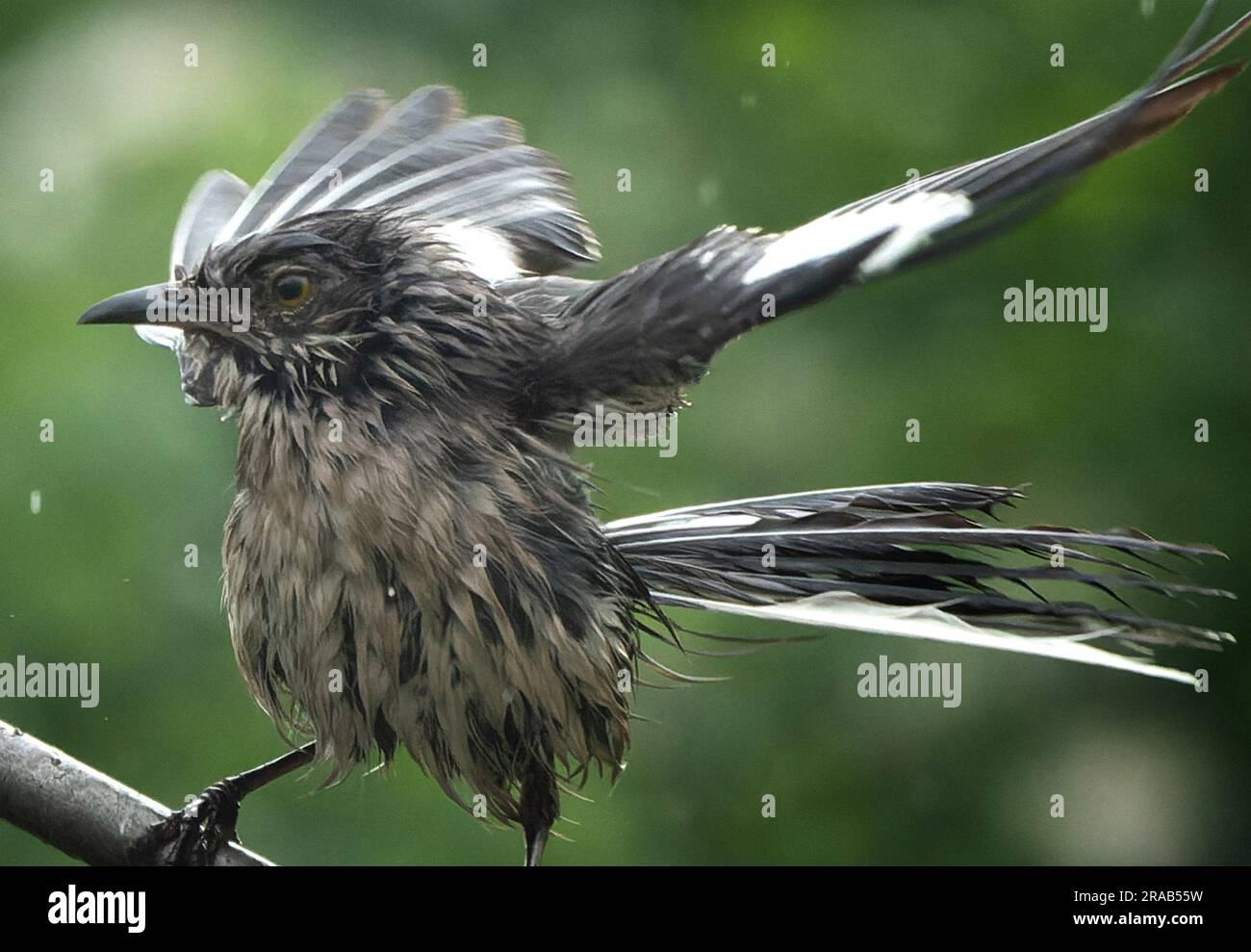 Wet northern mockingbird hi-res stock photography and images - Alamy