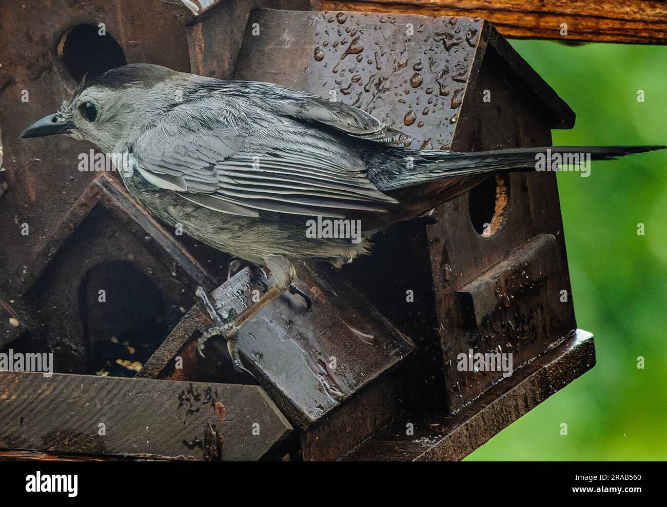 Wet catbird hi-res stock photography and images - Alamy