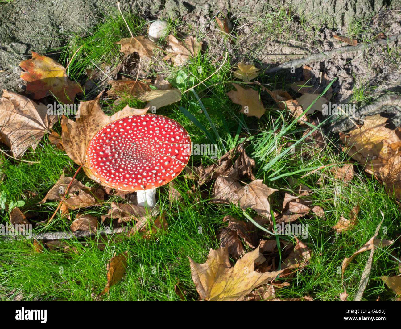 Fly Agaric toadstool Amanita muscaria growing under Sycamore tree Stock ...