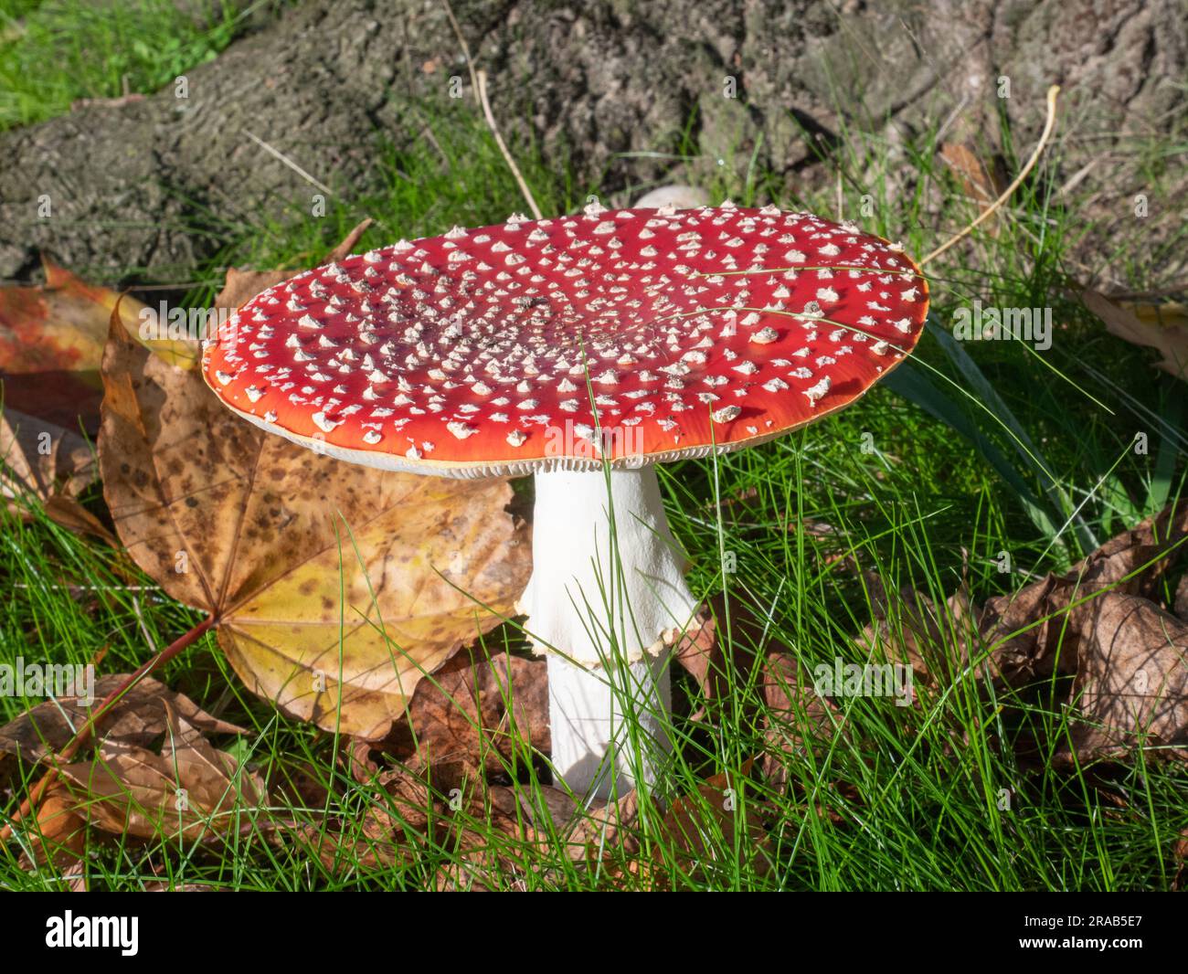Fly Agaric toadstool Amanita muscaria growing under Sycamore tree Stock ...