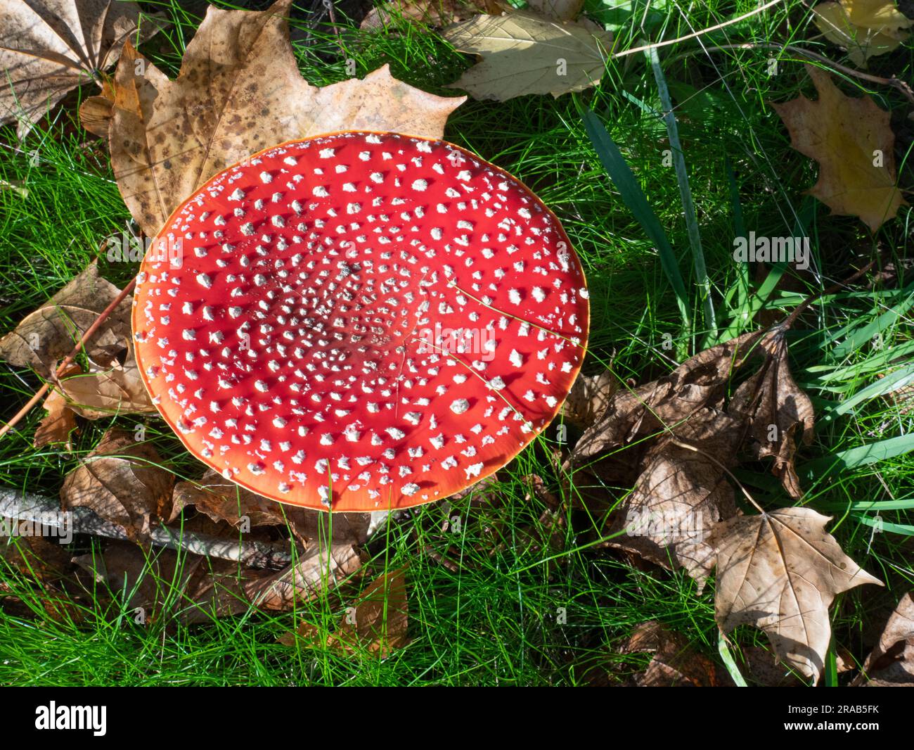 Fly Agaric toadstool Amanita muscaria growing under Sycamore tree Stock ...