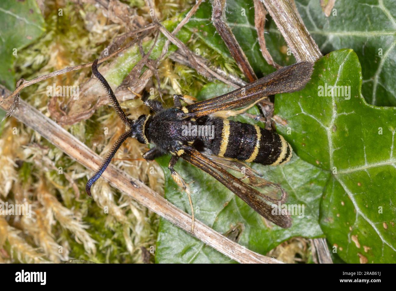 Dusky Clearwing (Paranthrene tabaniformis) - male wasp-mimic moth ...