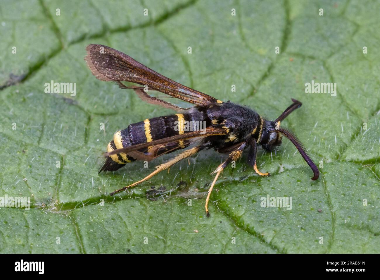 Dusky Clearwing (Paranthrene tabaniformis) - male wasp-mimic moth ...