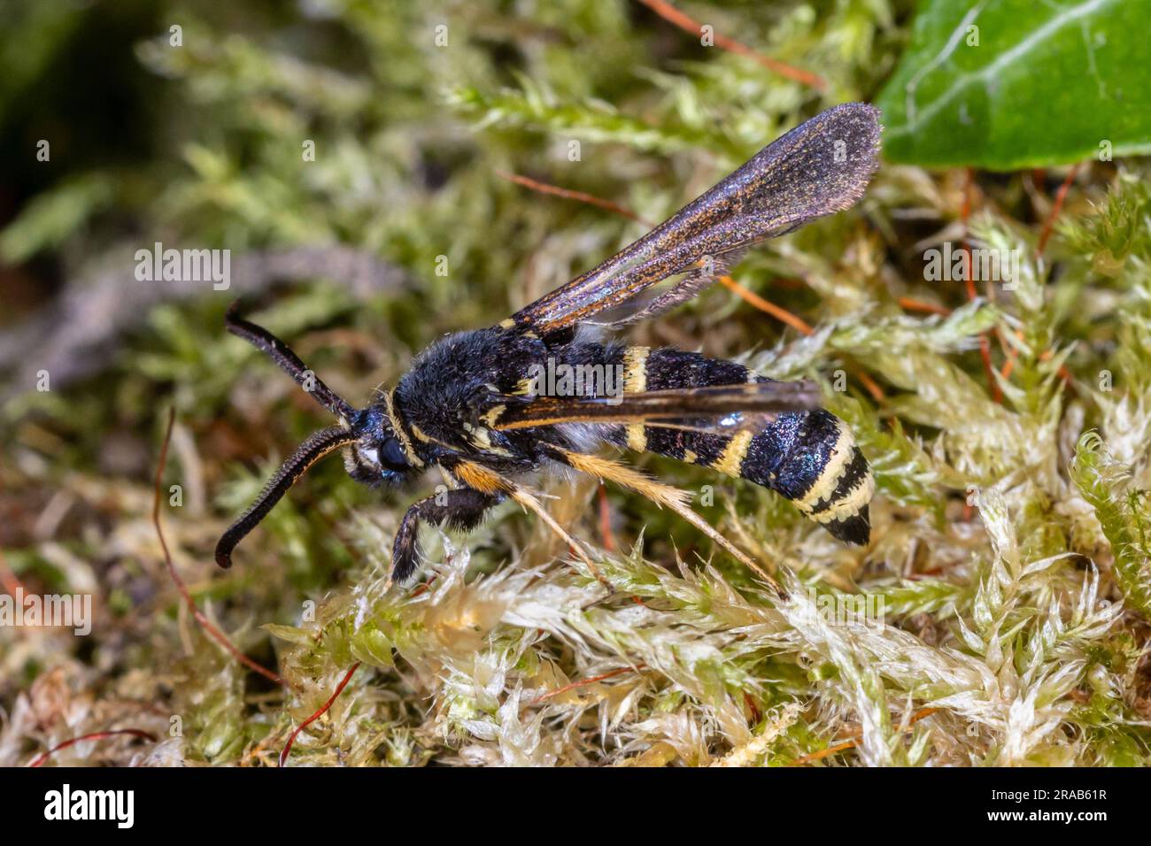Dusky clearwing hi-res stock photography and images - Alamy